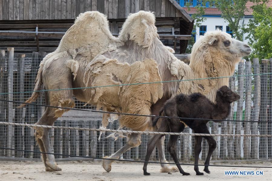 Baby Bactrian Camels
