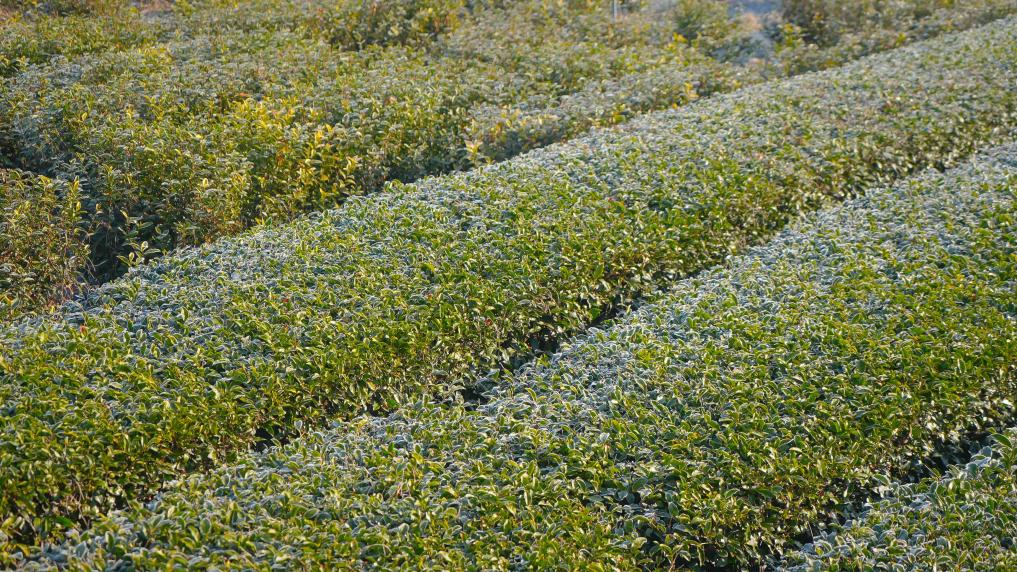 茶香大别山-新华网