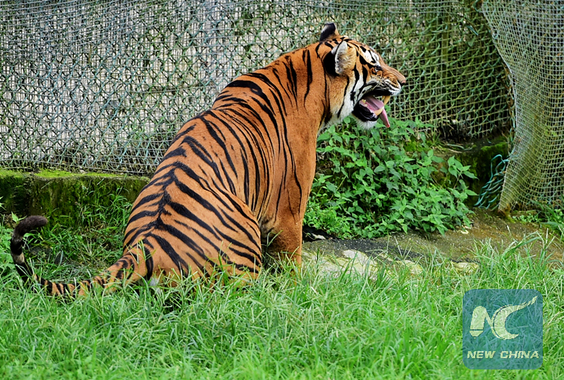 Wild lessons: Endangered South China tigers learn hunting - Xinhua ...