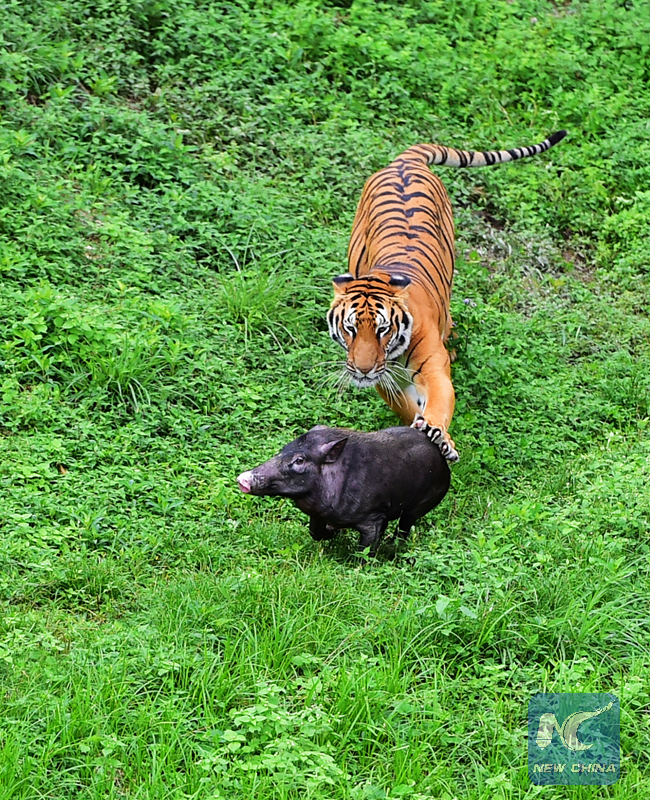 Wild lessons: Endangered South China tigers learn hunting - Xinhua ...