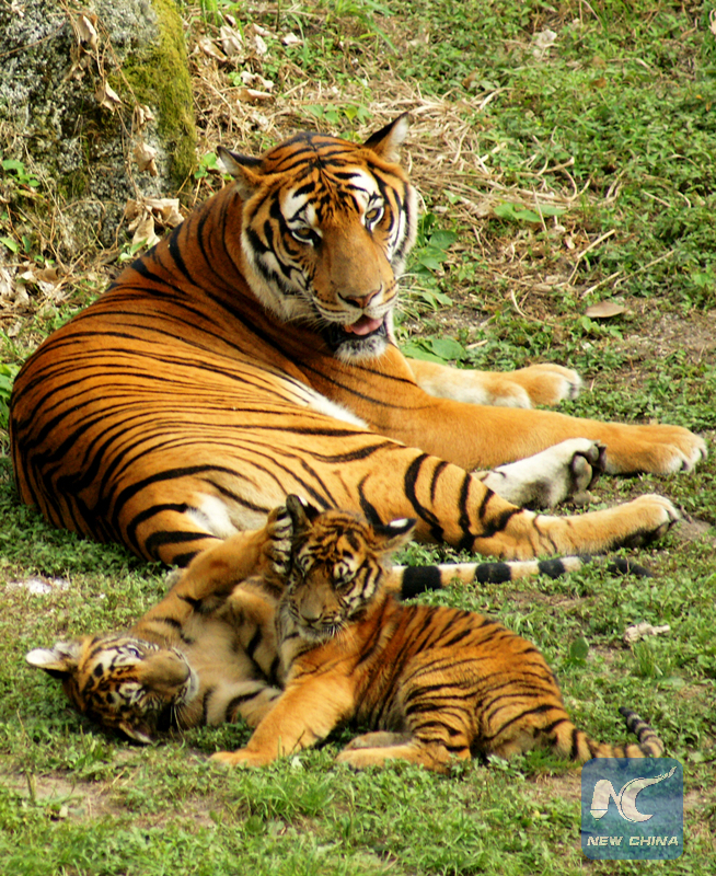 Wild lessons: Endangered South China tigers learn hunting - Xinhua ...
