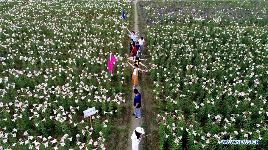 Lily garden attracts visitors in Jiangxi Province, E China - Xinhua ...