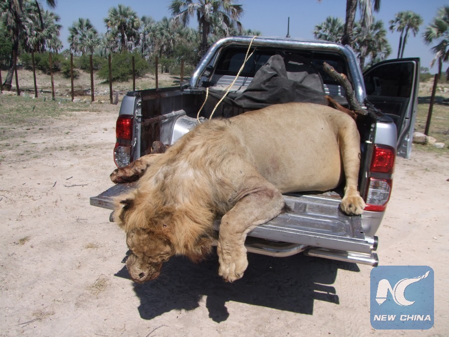 Namibian farmers kill 6 cattle-attacking lions - Xinhua | English.news.cn