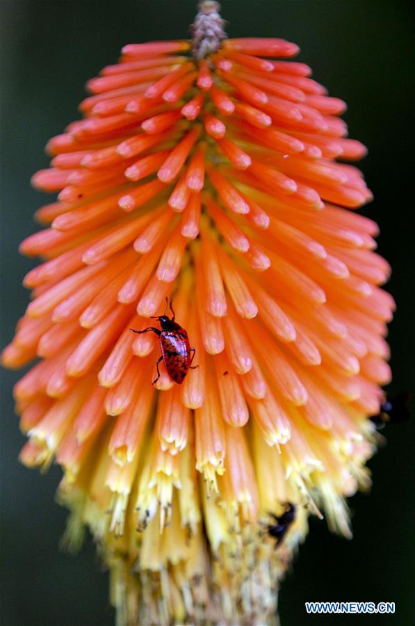 Honduras National Flower | Best Flower Site