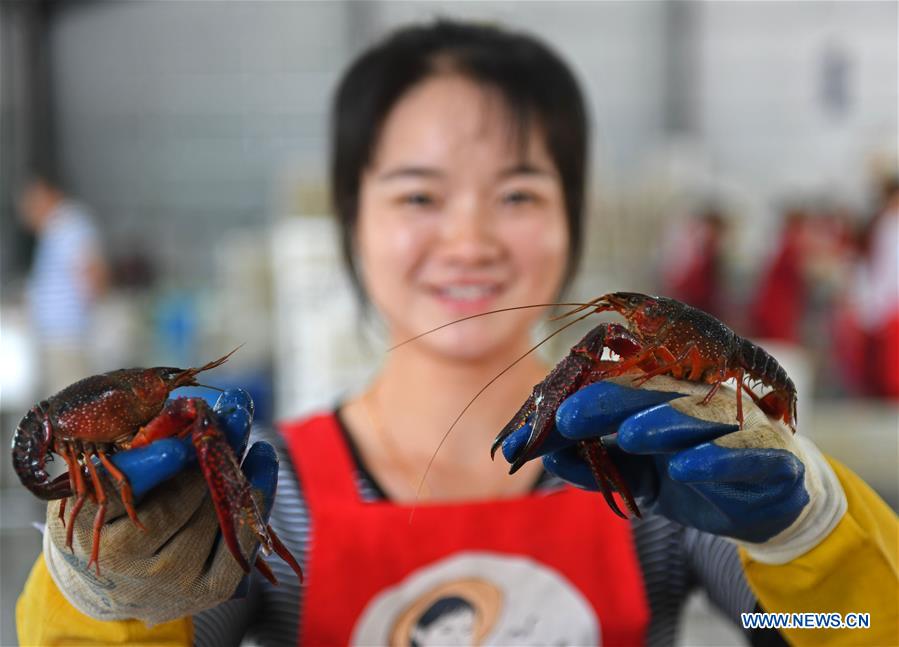 Farmers collect crayfish, rice seedlings in China - Xinhua | English ...