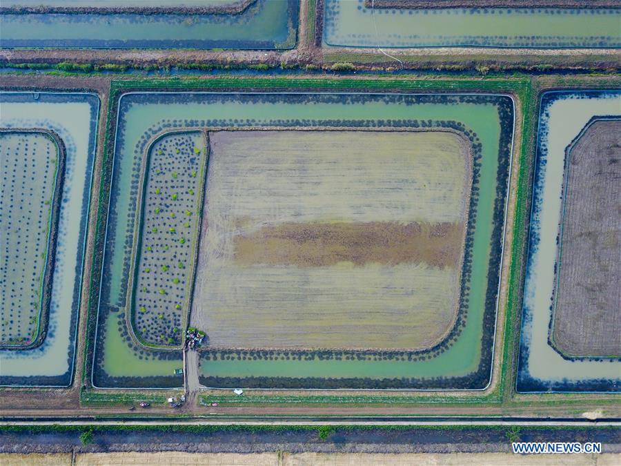 Farmers collect crayfish, rice seedlings in China - Xinhua | English ...