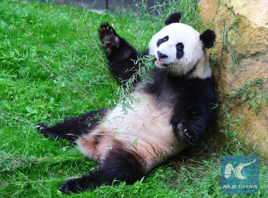 Panda Gala at Dutch zoo raises half million euros for panda ...