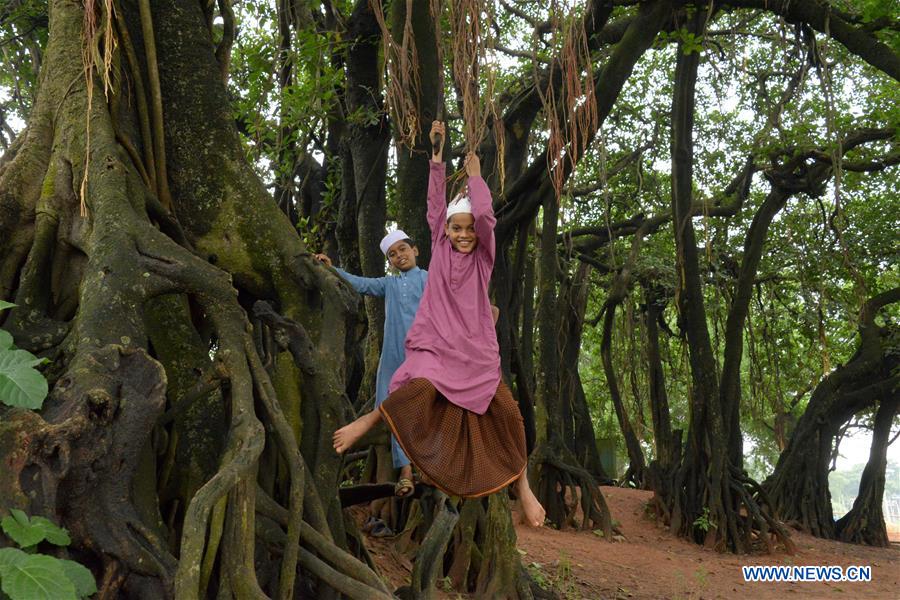 Children play on century-old banyan tree in Dhaka, Bangladesh - Xinhua ...