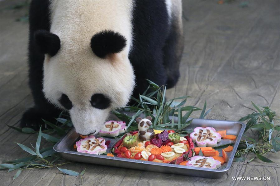 Giant Pandas Food