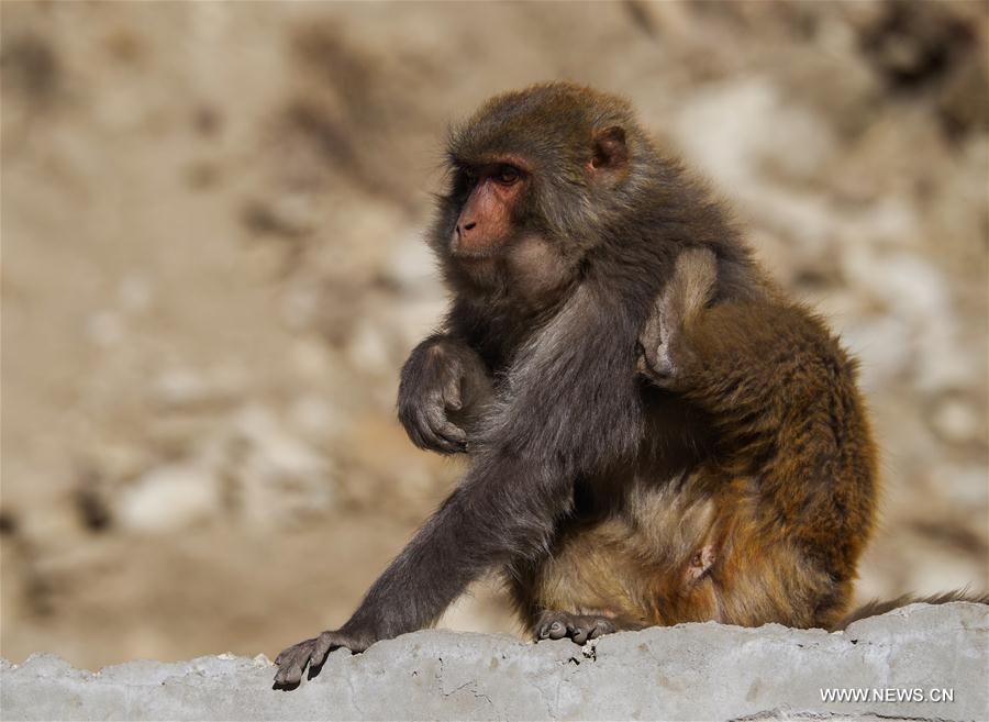 Tibetan macaques play at gorge in SW China - Xinhua | English.news.cn