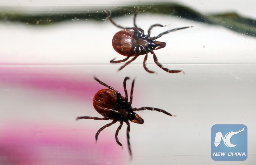 Giant tick discovered in Sweden - Xinhua | English.news.cn