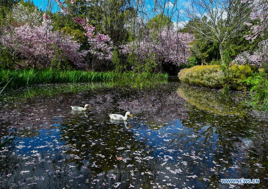 Spring approaches in Wellington, New Zealand - Xinhua | English.news.cn