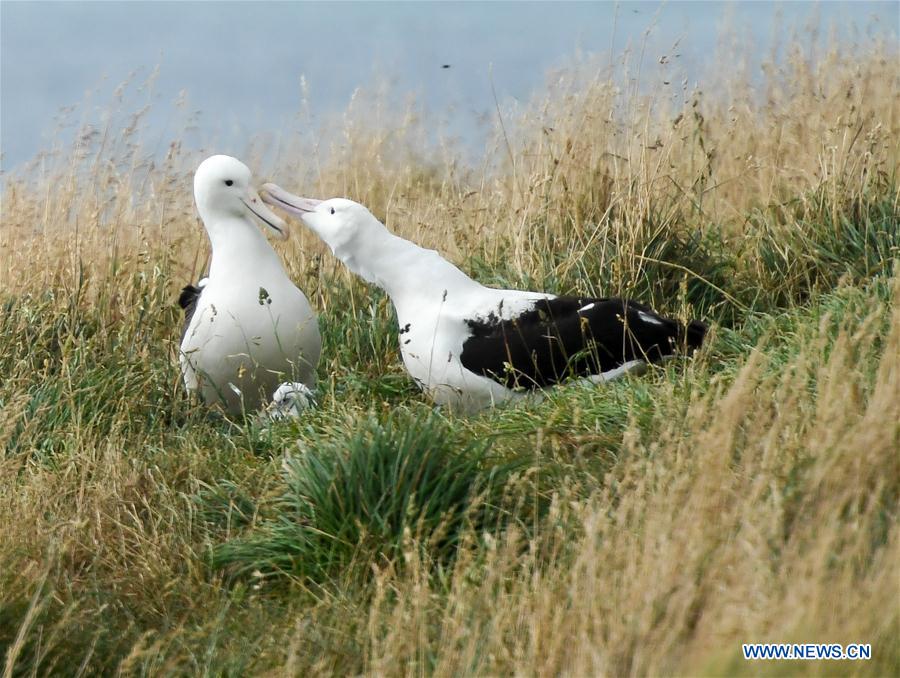 Northern Royal albatrosses chicks hatched in Dunedin, New Zealand ...