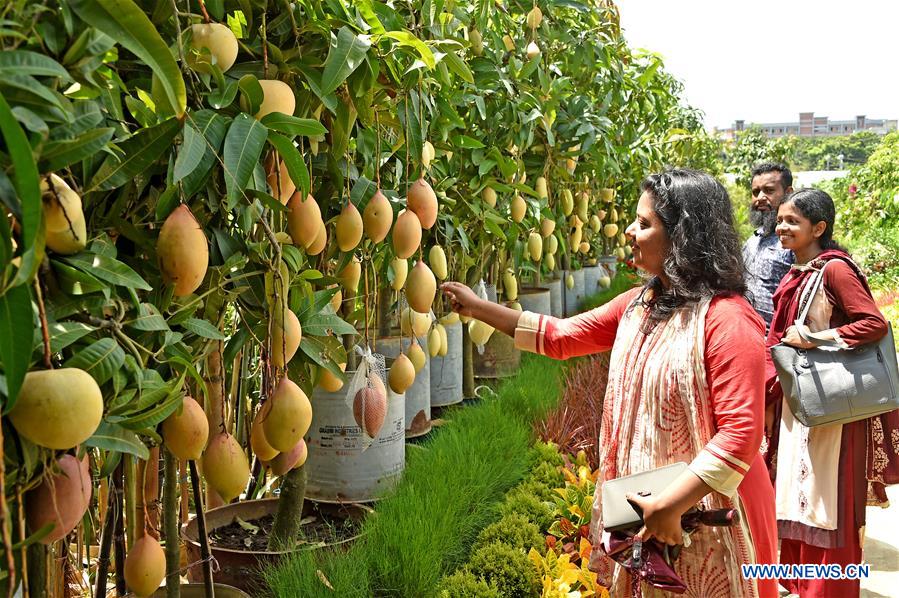 Bangladesh launches tree plantation campaign - Xinhua | English.news.cn