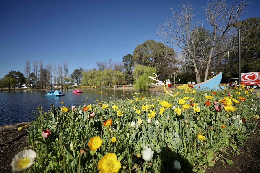 Australia's biggest celebration of spring starts in Canberra - Xinhua ...