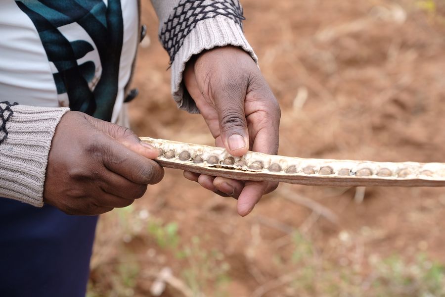 Feature: China aided moringa project boosts fortunes of Kenyan small ...