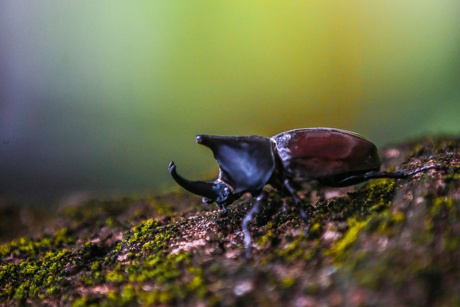Party for insects: beetles, bees gather in Quezon City of Philippines ...