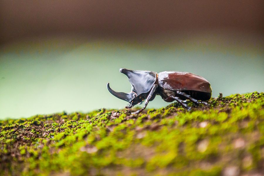 Party for insects: beetles, bees gather in Quezon City of Philippines ...