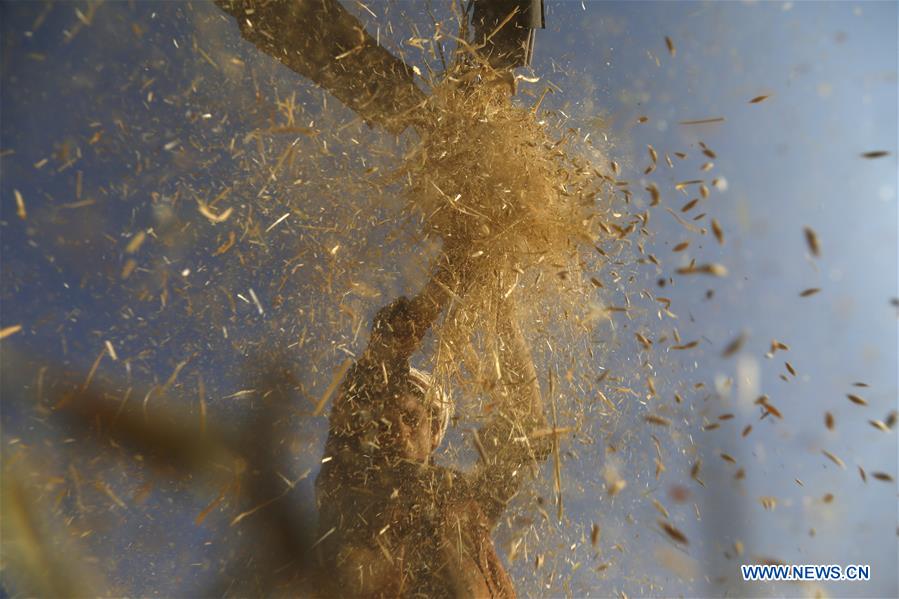 Yemeni farmers winnow barley on outskirts of Sanaa - Xinhua | English ...