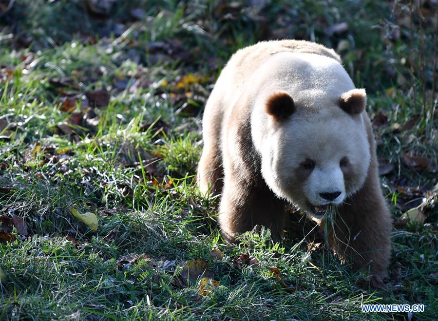 Rare brown and white giant panda Qizai seen at Qinling research base in Xi'an - Xinhua | English ...