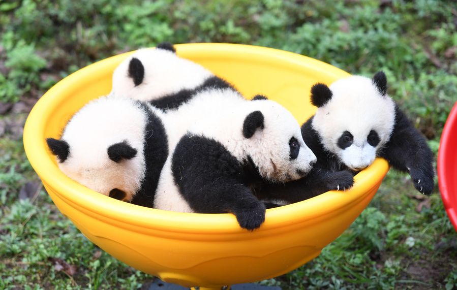 Panda Cubs Playing