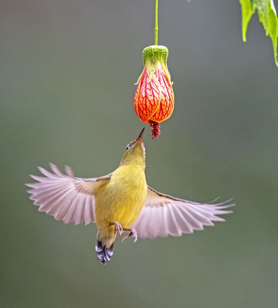 Elegant fork-tailed sunbirds feed on nectar - Xinhua | English.news.cn