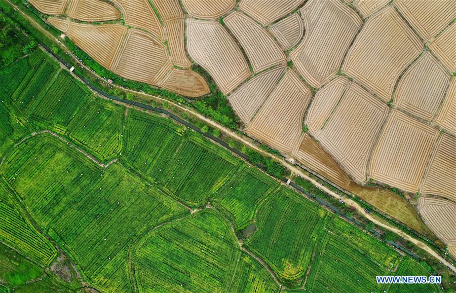 Hainan develops tropical agricultural industry to boost income of local ...