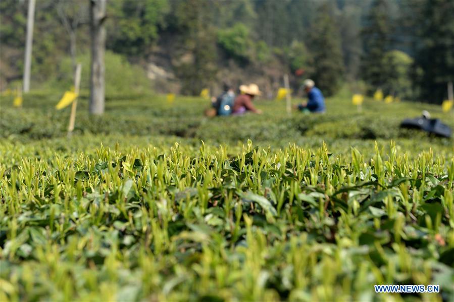 Spring tea enters harvest season in Anhui - Xinhua | English.news.cn