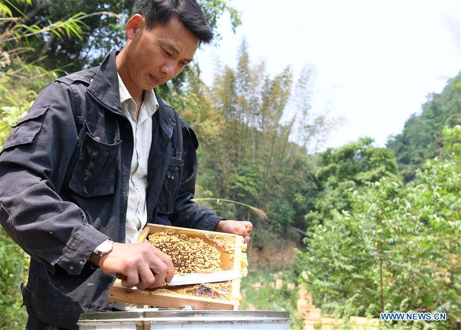 Beekeeping project helps alleviate poverty in S China's Baini Village ...
