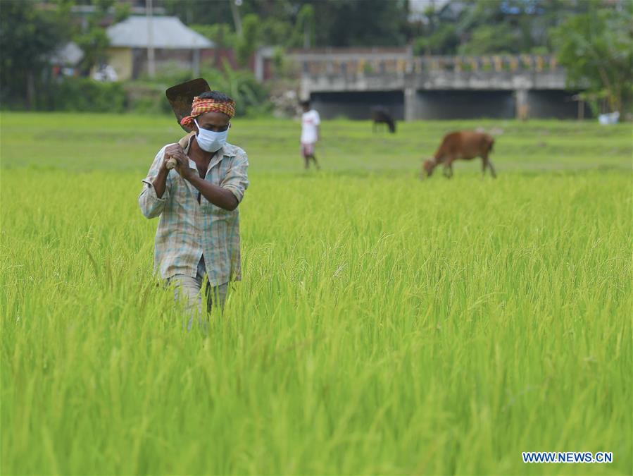 Farmers wearing face masks work in field during gov't-imposed ...