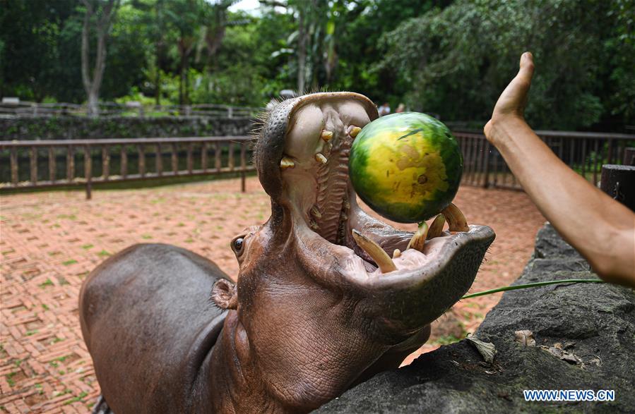 Hainan Tropical Wildlife Park and Botanical Garden prepares special ...