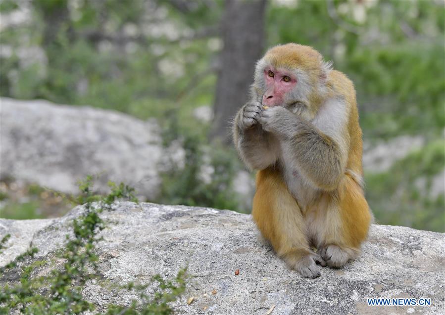 Tibetan Macaque