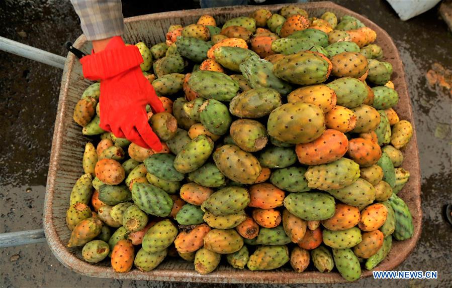 Feature: Prickly pear fruit in Yemen provides livelihoods despite war ...
