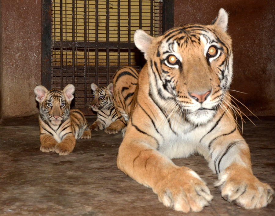 Cutest Baby Tiger In The World