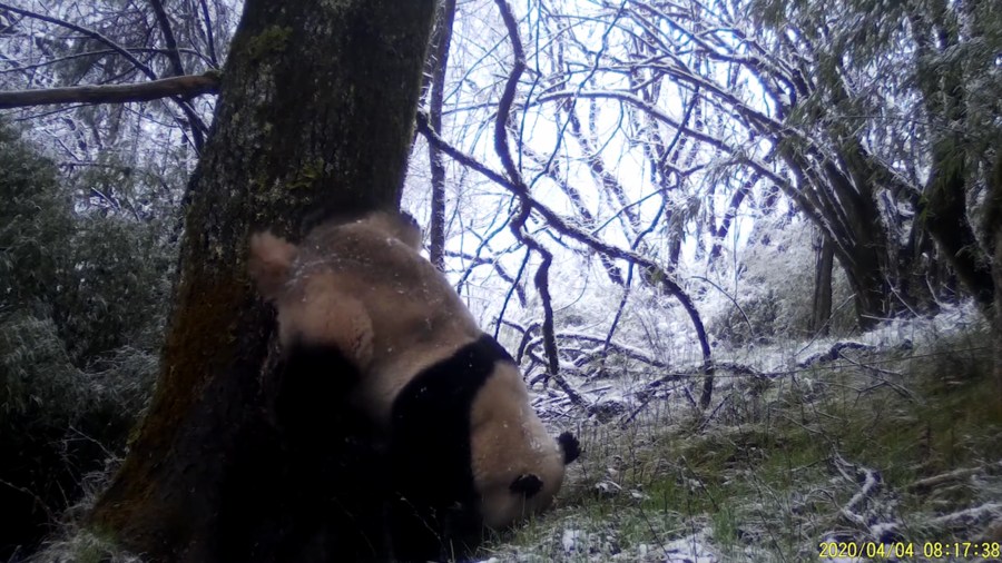 Camera captures wild giant pandas urinating to attract spouses in China ...
