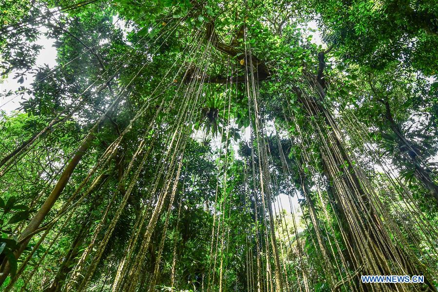 Scenery of tropical rainforest in south China's Hainan - Xinhua ...