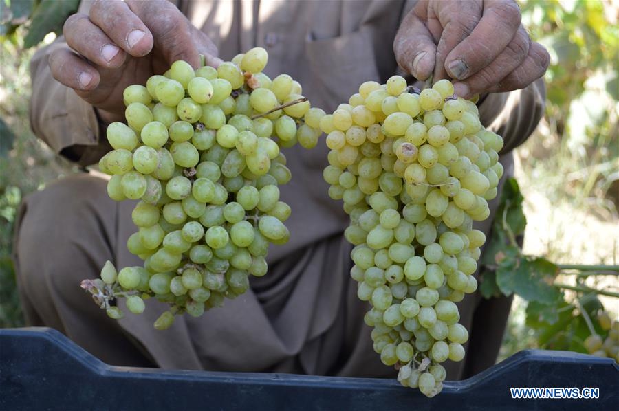 Grapes Growing Season In Pakistan at Terry Prater blog