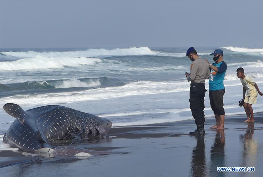Beached Whale Shark