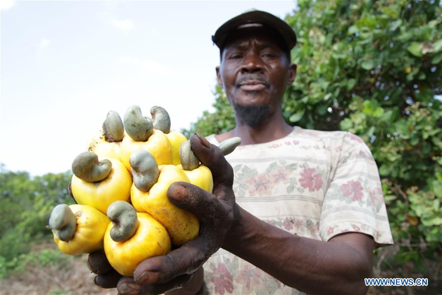 Cashew Plant Harvest