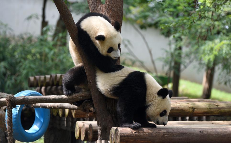 Qinling Mountains Pandas