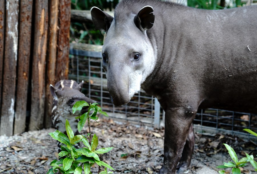 South American Tapir