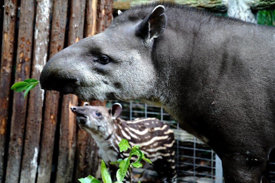 South American Tapir