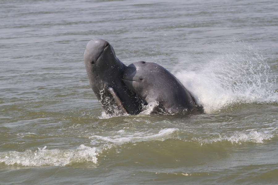 Irrawaddy dolphin - garetset
