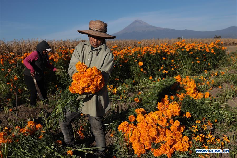 Cempasuchil Flowers In English | Best Flower Site