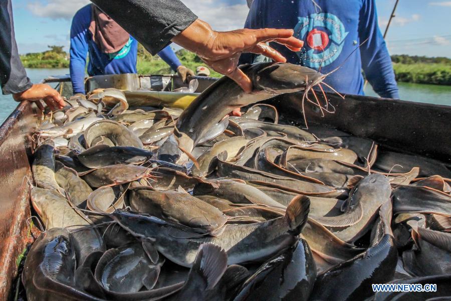 Philippine Catfish