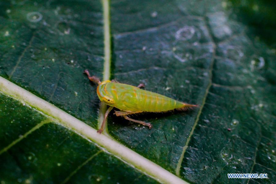 Insects seen in Manila, the Philippines - Xinhua | English.news.cn