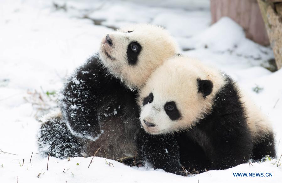 Baby Animals Playing In Snow