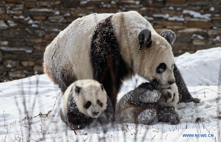 Panda Cubs In Snow