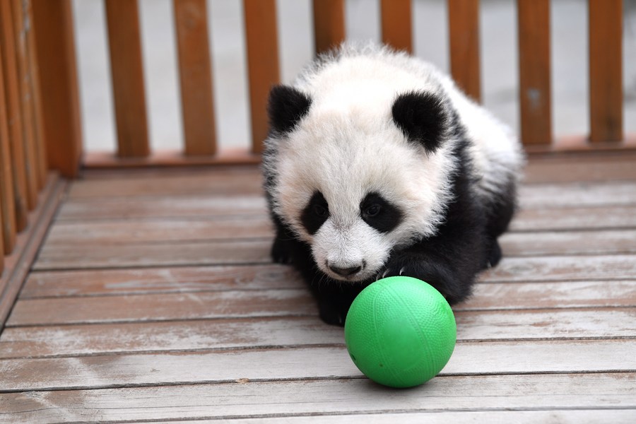 Baby Panda Playing With Ball