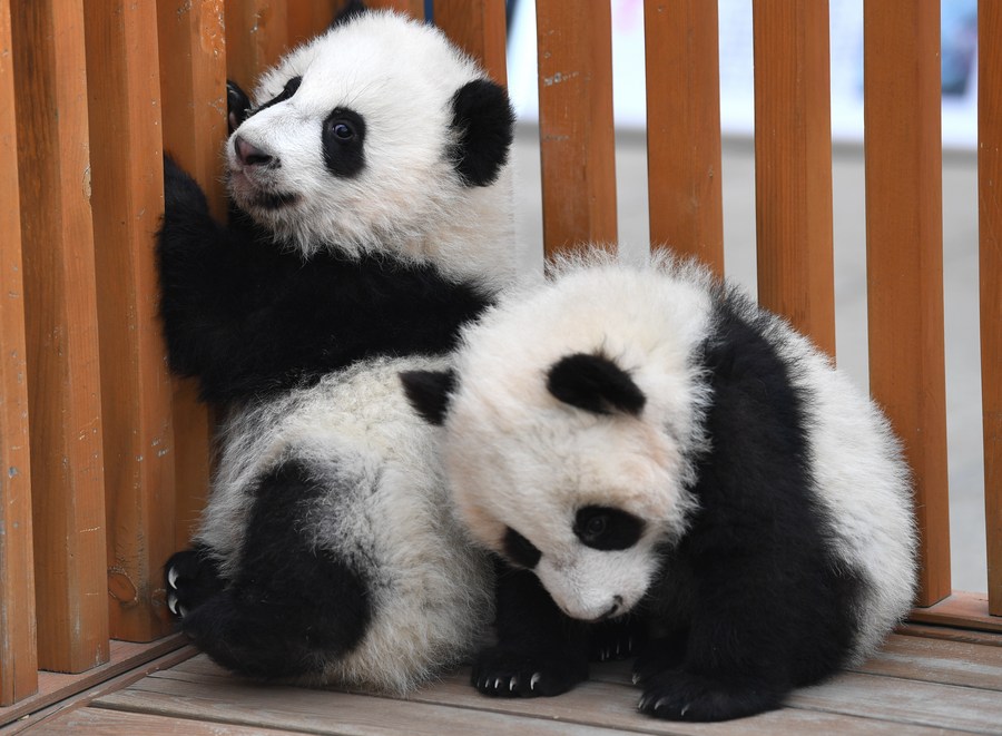 Cute Giant Panda Cubs